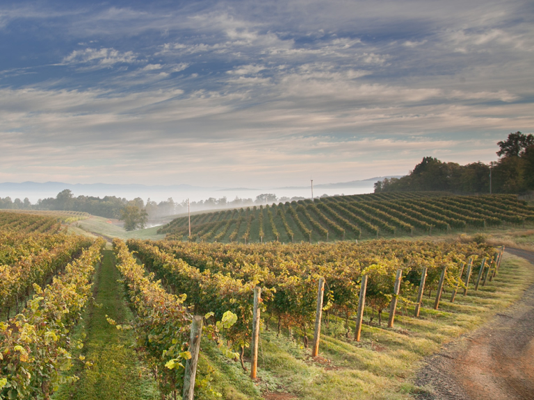 Virginia Wine | go.sevenfifty.com