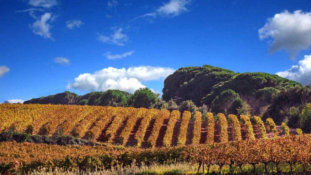 Costières de Nîmes | go.sevenfifty.com